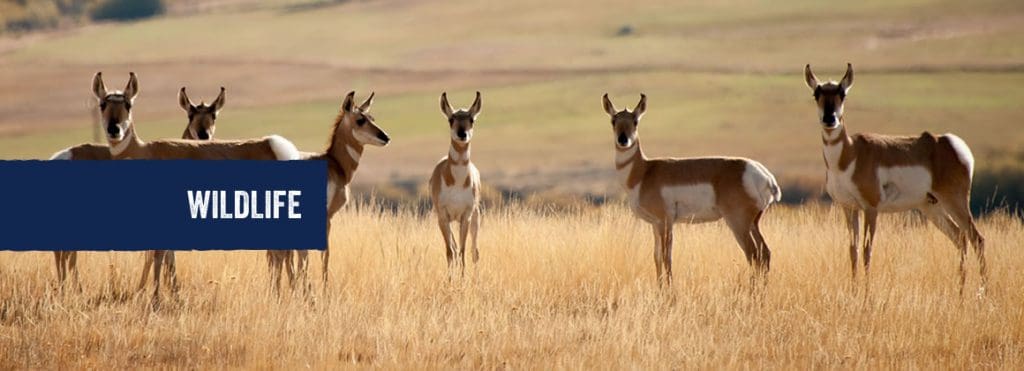 Wildlife in Hope County, Montana - Hope County, Montana